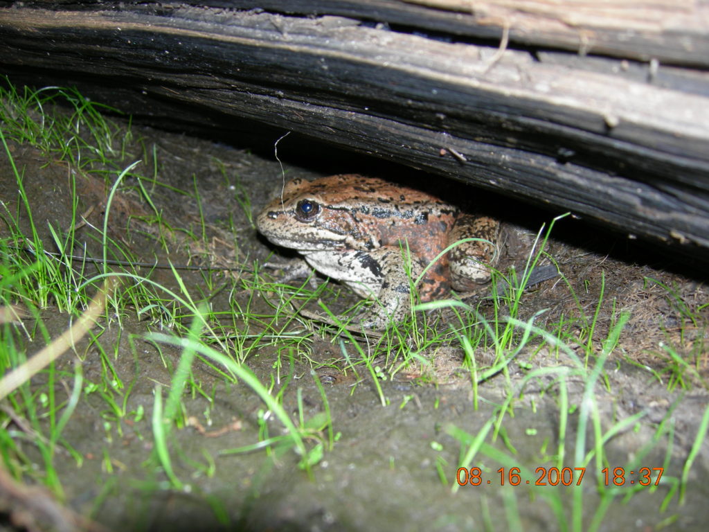 Red-Legged Frogs and MALT-Protected Farmland