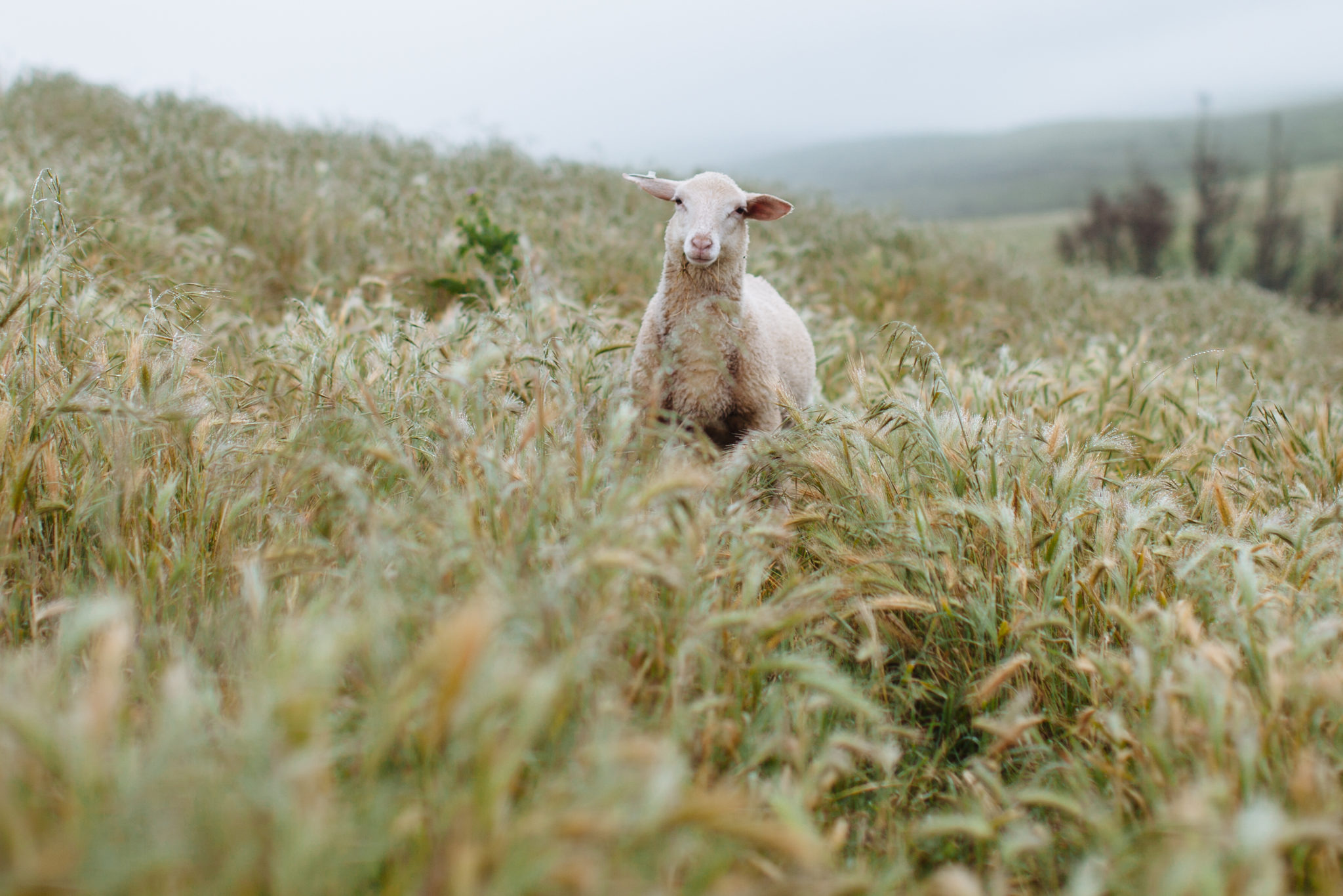 Legacy Giving with the Marin Agricultural Land Trust (MALT)