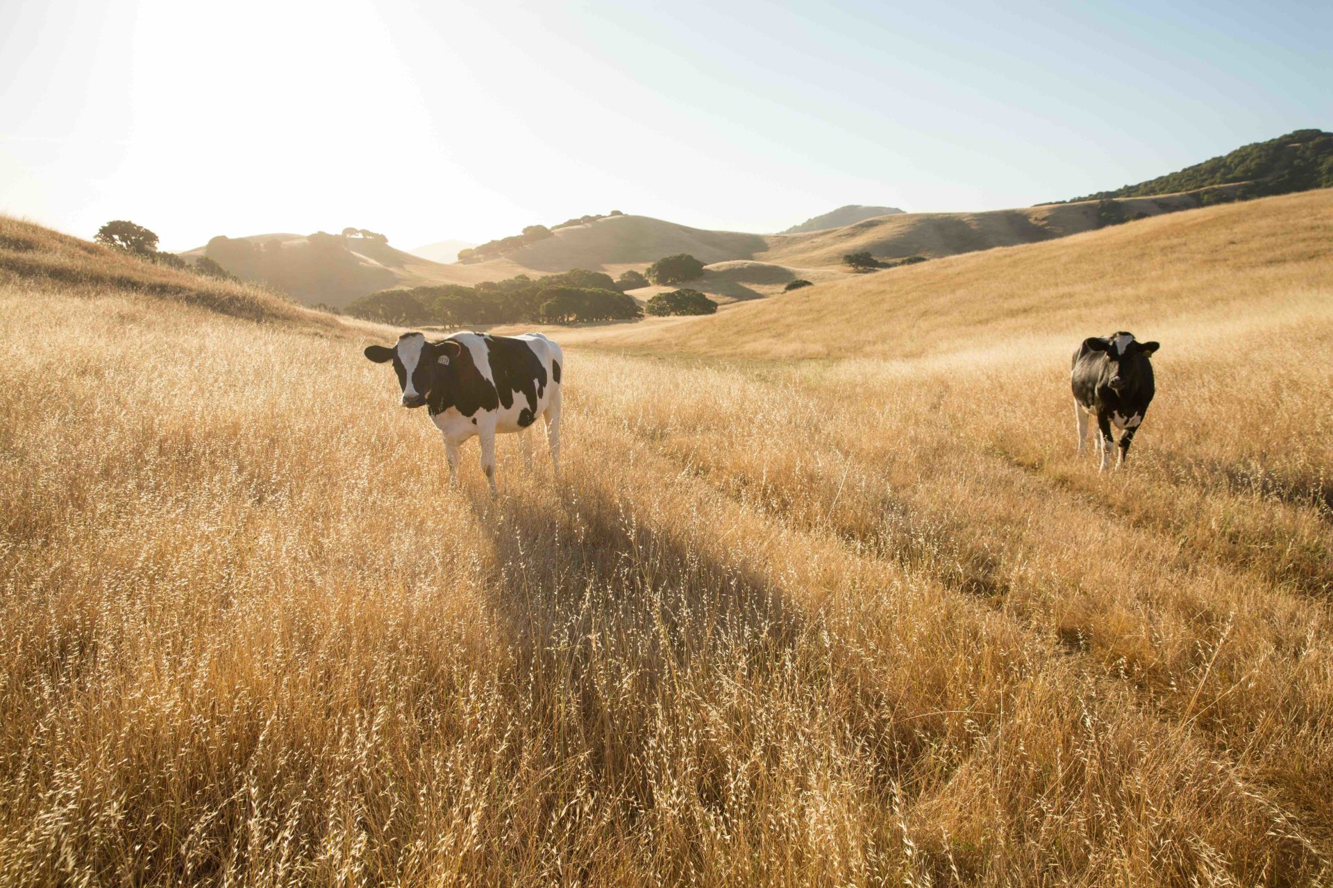 Birds Among the Bulls: The Connection Between Sustainable Grazing and ...