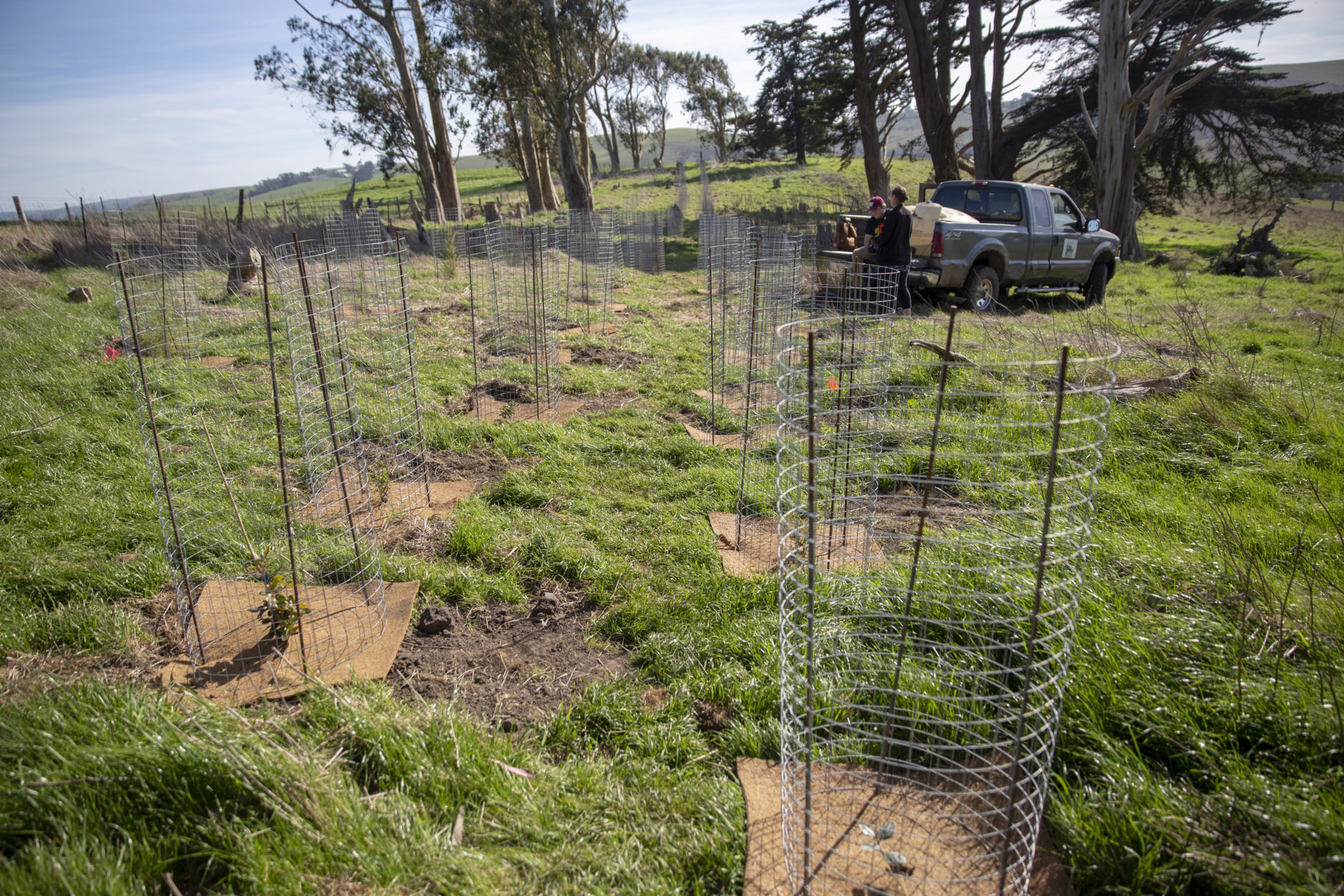 Stewardship Spotlight: Planting Windbreaks at Toluma Farms! - Marin ...