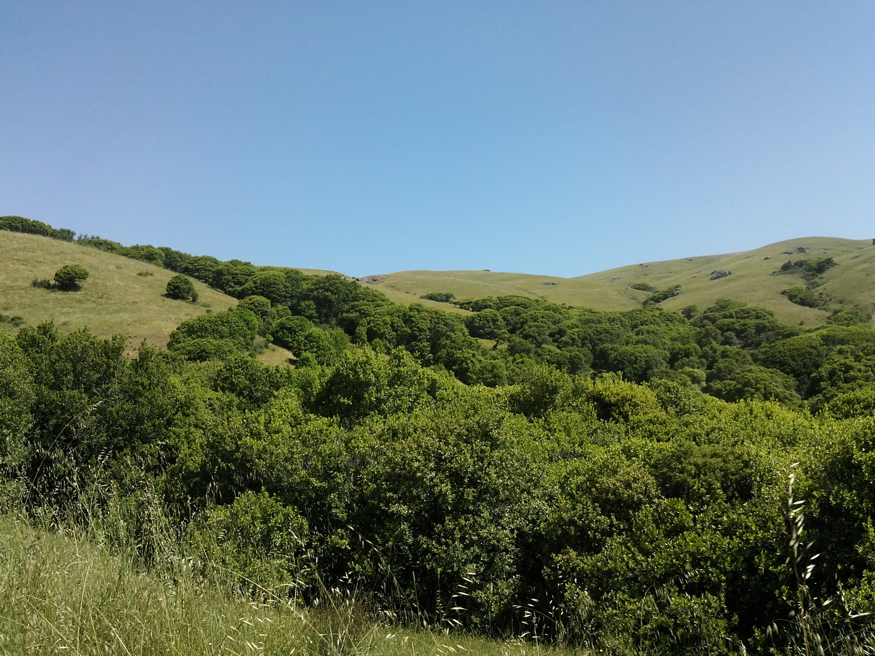 Stewardship Spotlight: Blue Jay Ranch - Marin Agricultural Land Trust
