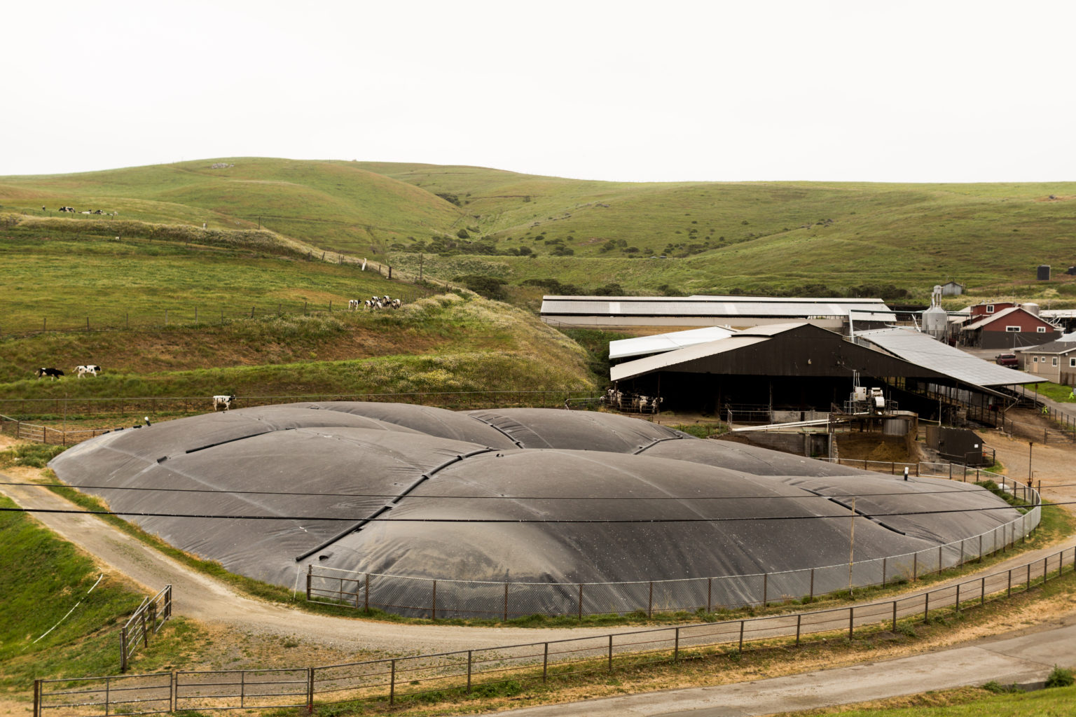 Turning Manure Into Energy - Marin Agricultural Land Trust