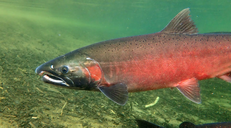 Winter Wildlife in Marin County - Here's What to See This Season