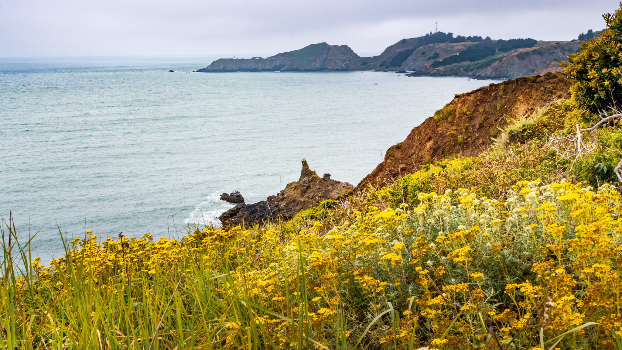 Where to See the Spring Wildflowers in Marin County - MALT
