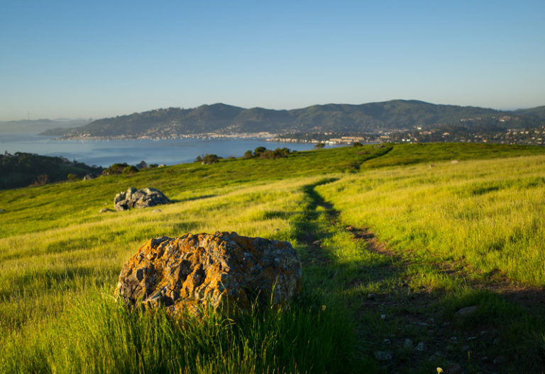 Where to See the Spring Wildflowers in Marin County - MALT