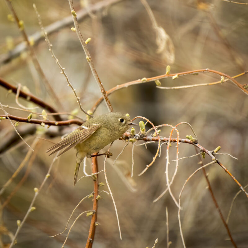 Where to See the Winter Bird Migrations in Marin County