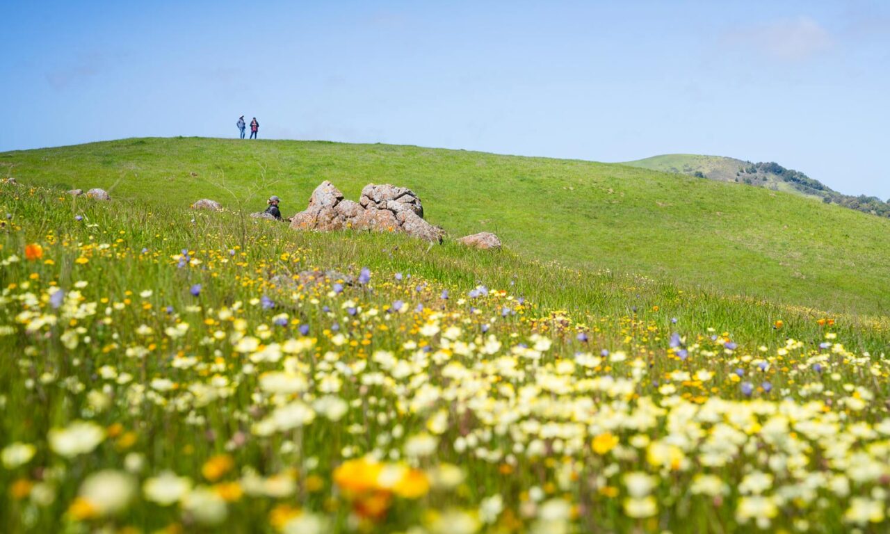 Discover the Best Wildflower Hikes Near San Francisco
