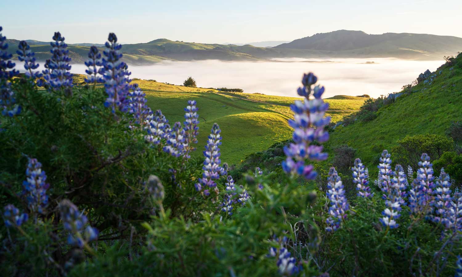 Discover the Best Wildflower Hikes Near San Francisco