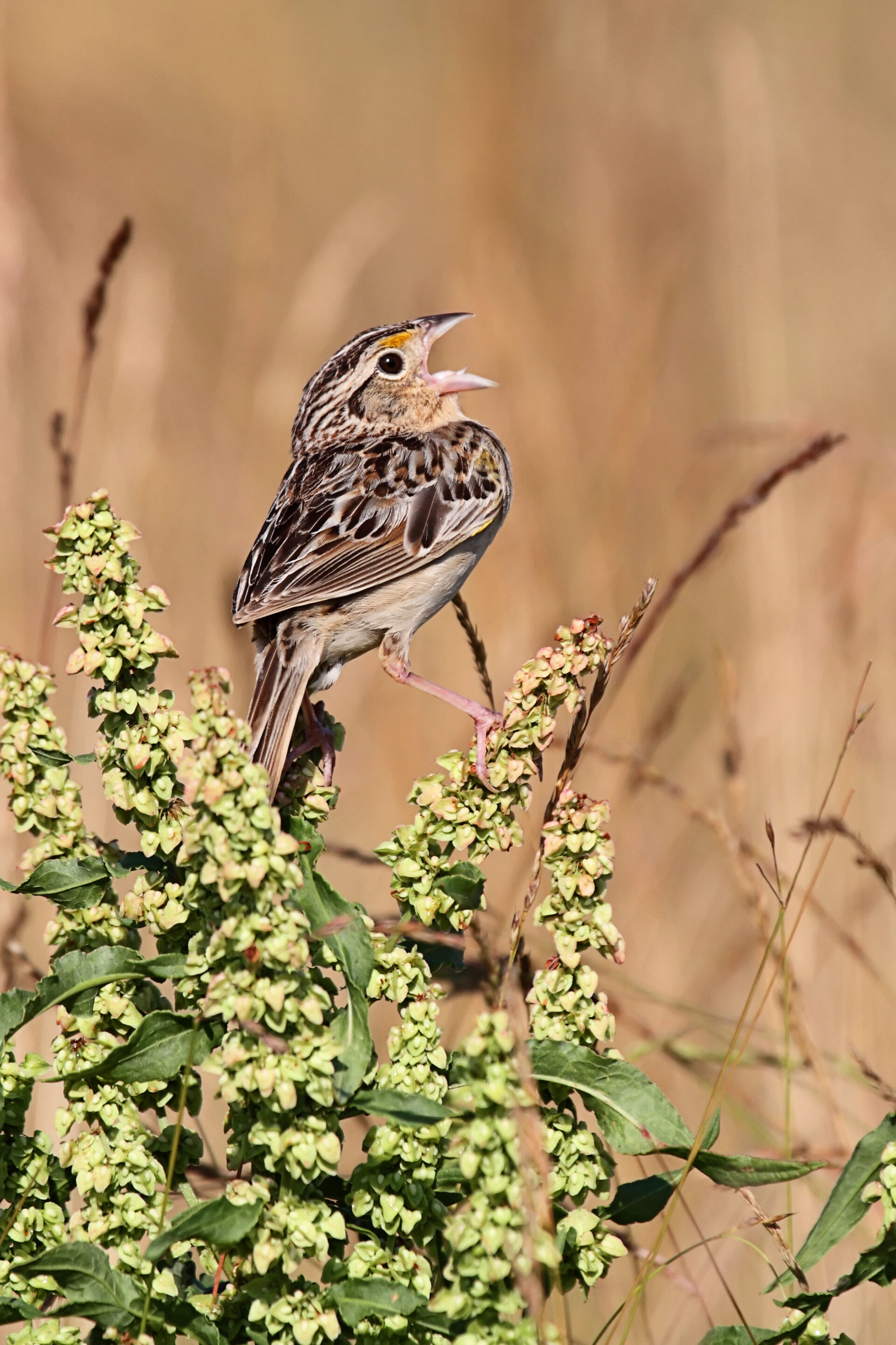 The Secret Lives of Grasshopper Sparrows