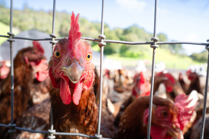 Egg-cellence at Hicks Mountain Hens: Your Next Stop for Eggs