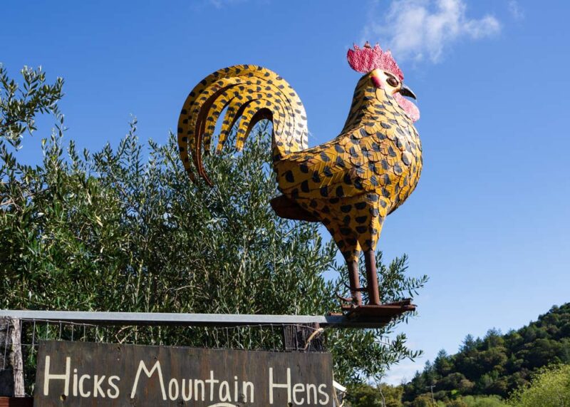 Egg-cellence at Hicks Mountain Hens: Your Next Stop for Eggs