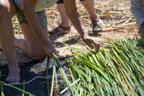 Tule Reed Harvest at Black Mountain Ranch - Marin Agricultural Land Trust
