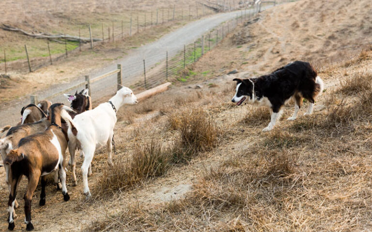 It’s the Super Role: Working Dogs of Marin County