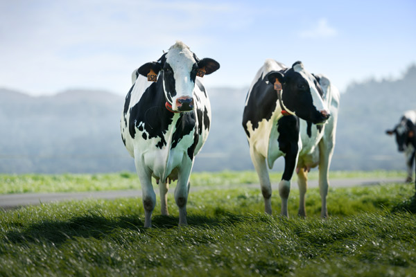 Ag Happy Hour & Succession Planning - Marin Agricultural Land Trust